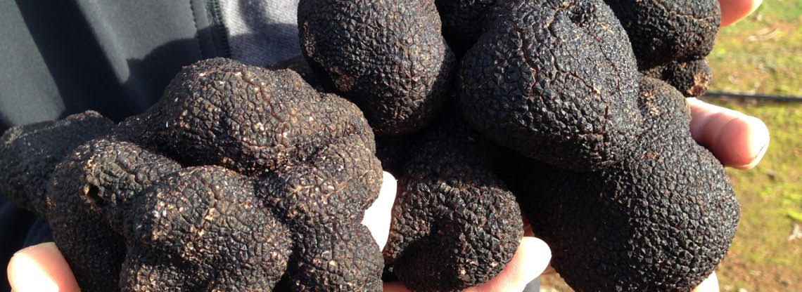 Truffle Grades Explained - PE Foods